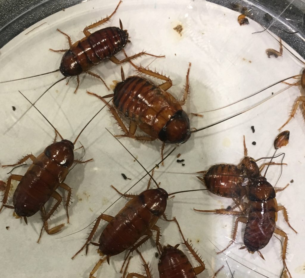 Torakan torjunta ja hävitys - Tuholaistorjuntakeskus